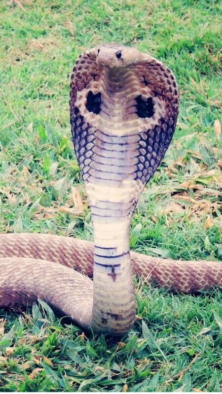 Top 10 Most Dangerous Snakes The 10 Deadliest Snakes : Jenkins,