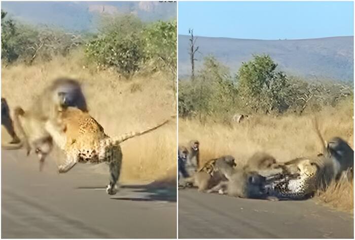 50 Baboons vs Leopard: Watch Who Won In The Ultimate Wildlife Showdown