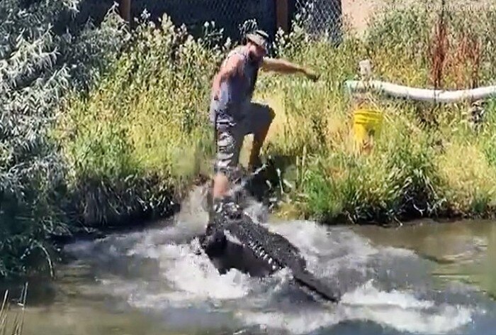 Magarmach Ka Video: खाना देने आए शख्स को ही दबोचने लगा मगरमच्छ, जो हुआ ...