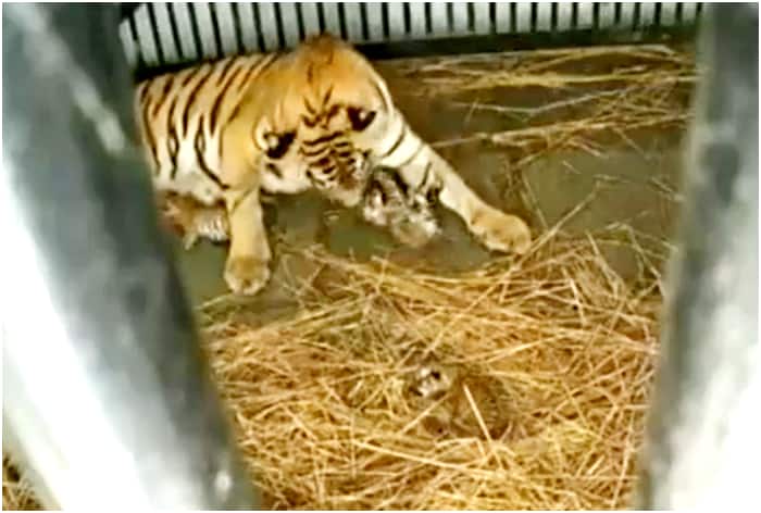 Good News From Bengal Safari: Tigress Gives Birth To Three Adorable ...