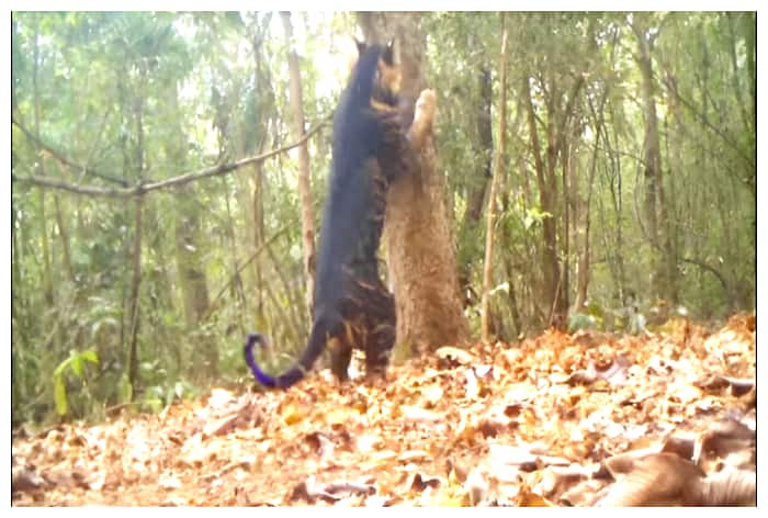 'Rare Sighting': Watch Melanistic Tiger Spotted In Odisha's National Park
