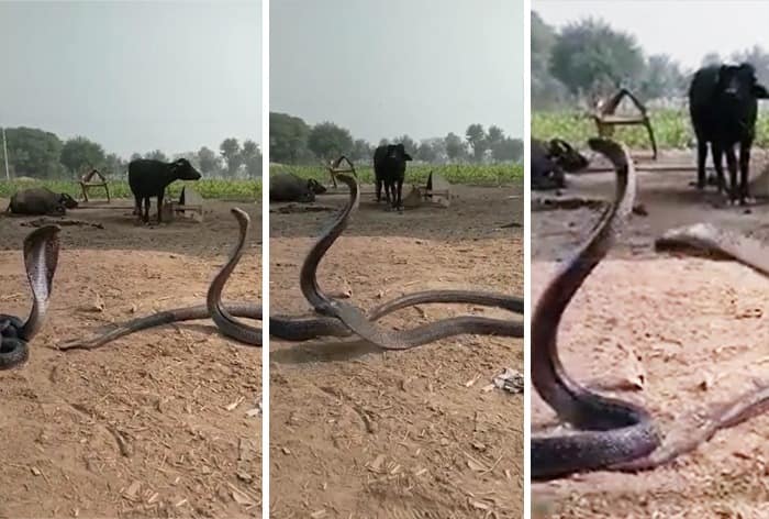 King Cobra Dance Video: Viral Clip Shows Two Snakes Dancing To Flute; Watch