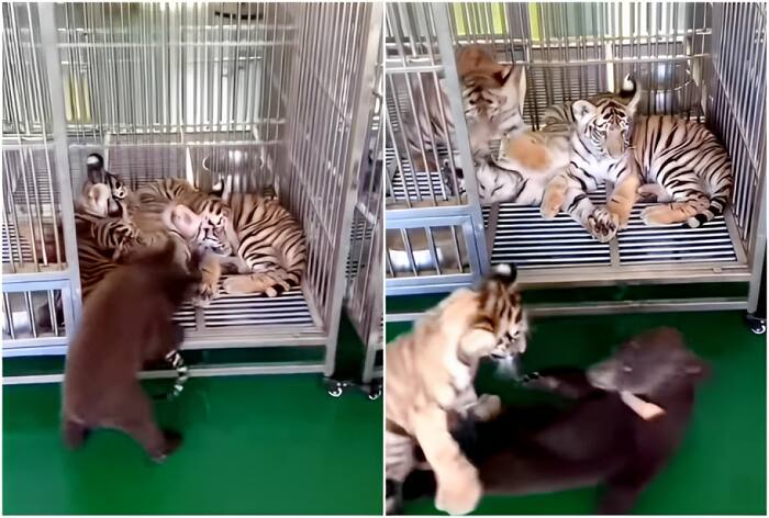Baby Tiger Saves Brother From