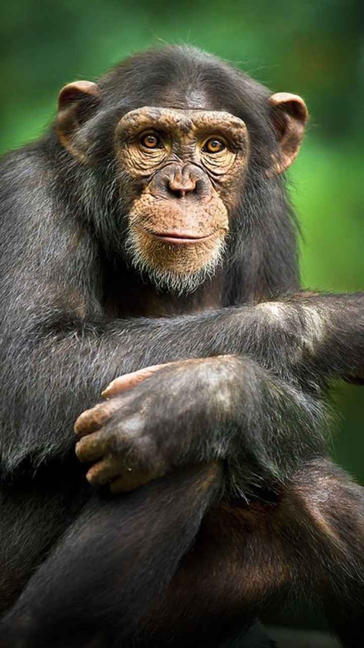 10 Animals That Are Surprisingly Good At Counting