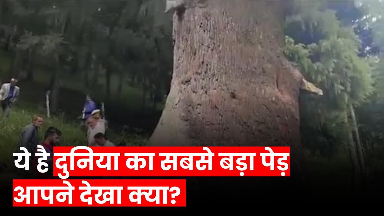 World Largest Tree: Jammu Kashmir के Doda में मिला दुनिया का सबसे बड़ा ...