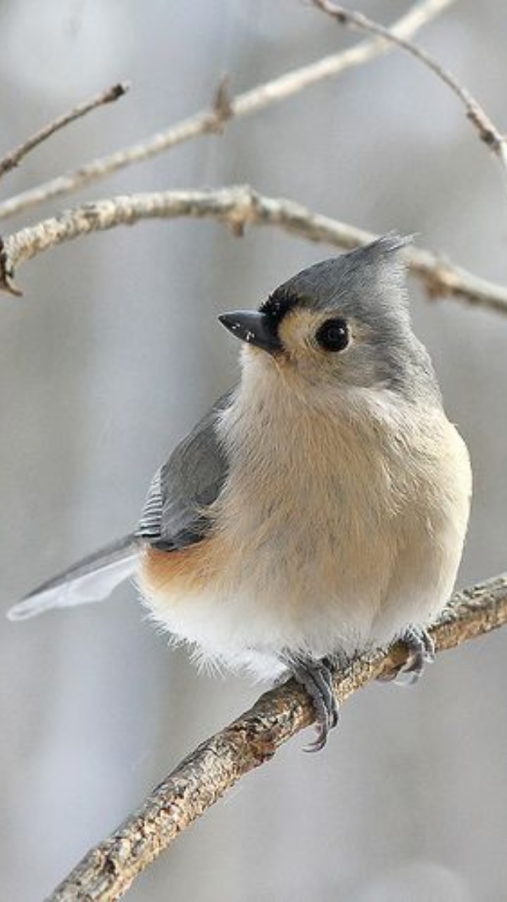 Cleanest Animals In The World