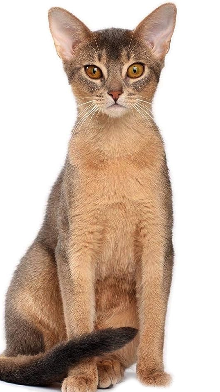 10 Most Intelligent Cat Breeds in The World