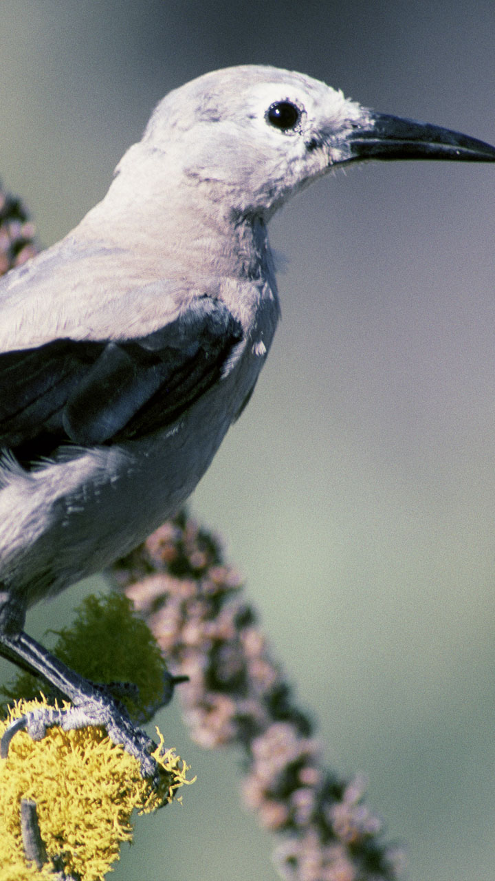 10 Most Intelligent Birds In The World