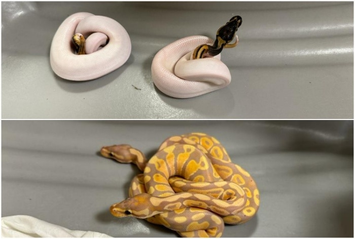 Passenger Caught Smuggling 12 Pythons From Bangkok At Chennai Airport ...