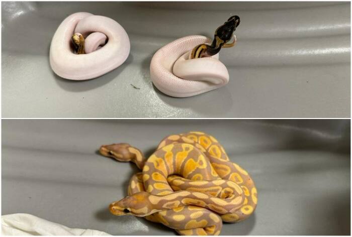 Passenger Caught Smuggling 12 Pythons From Bangkok At Chennai Airport ...