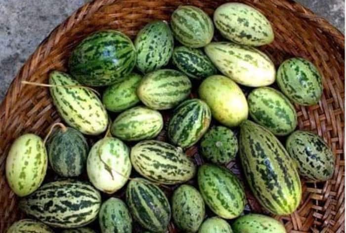 Kachri: Have You Ever Tried Wild Melon? 5 Incredible Benefits To Know ...
