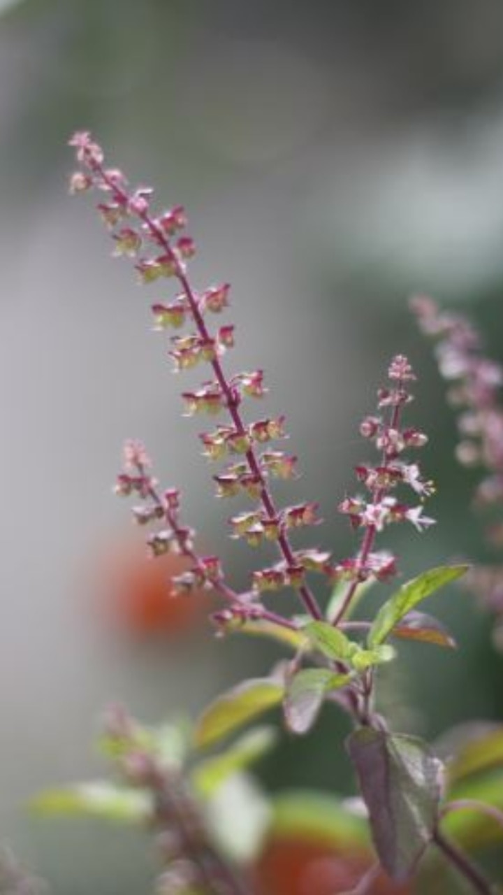 10 Benefits of Wearing Tulsi Ki Mala