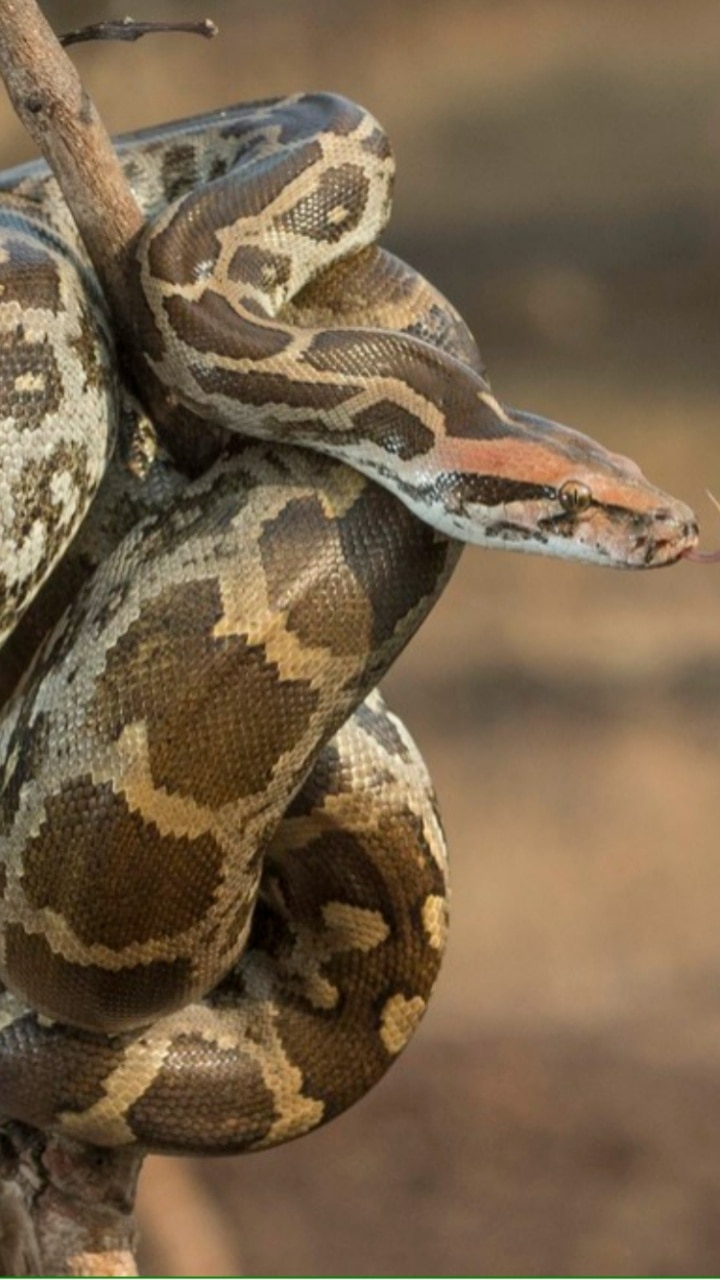 10 Wild Animals You Can Legally Keep As Pets In India