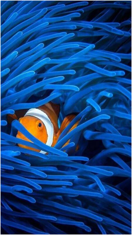 fish without central nervous system