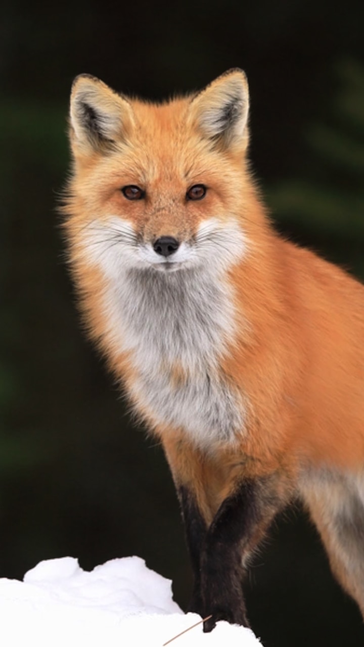 Top 10 Animals With Small Eyes