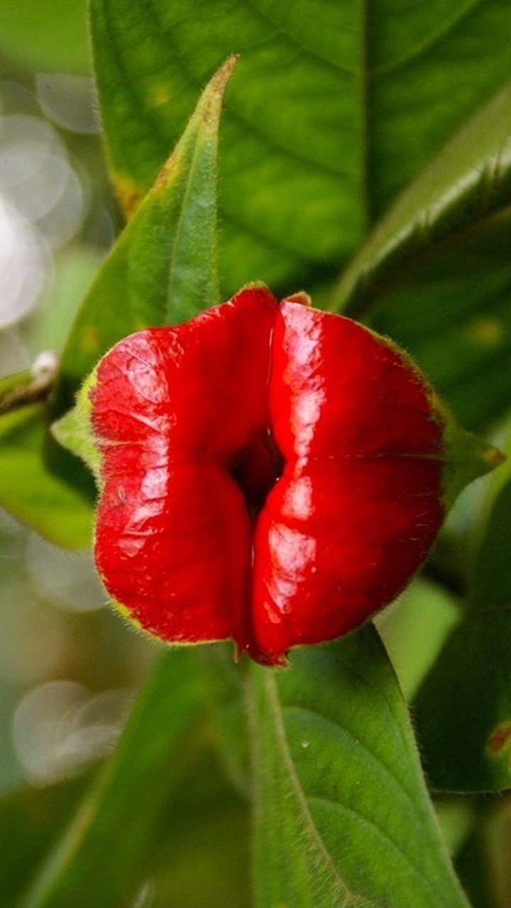 Plants That Look Like Humans