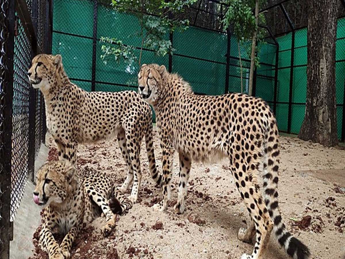 Project Cheetah: भारत अब उत्तरी अफ्रीका से ला सकता है चीते