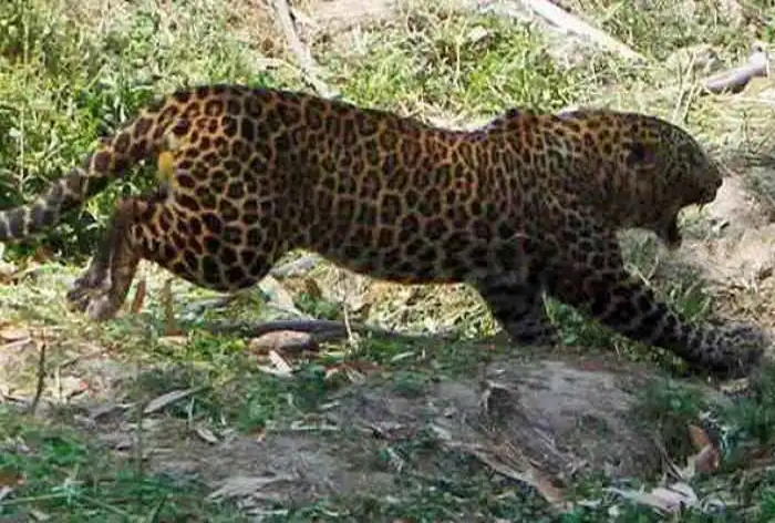 ग्रेटर नोए़डा के बाद अब गाजियाबाद में दिखा तेंदुआ, दहशत का मौहाल