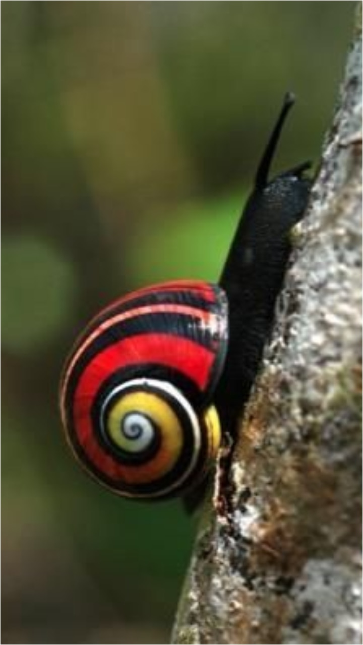 10 Rarest Animals In The World