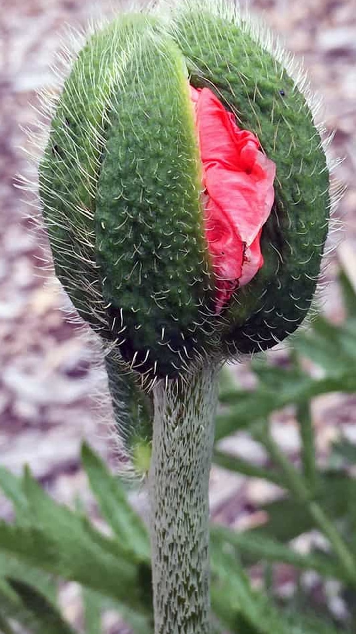 Plants That Look Like Humans