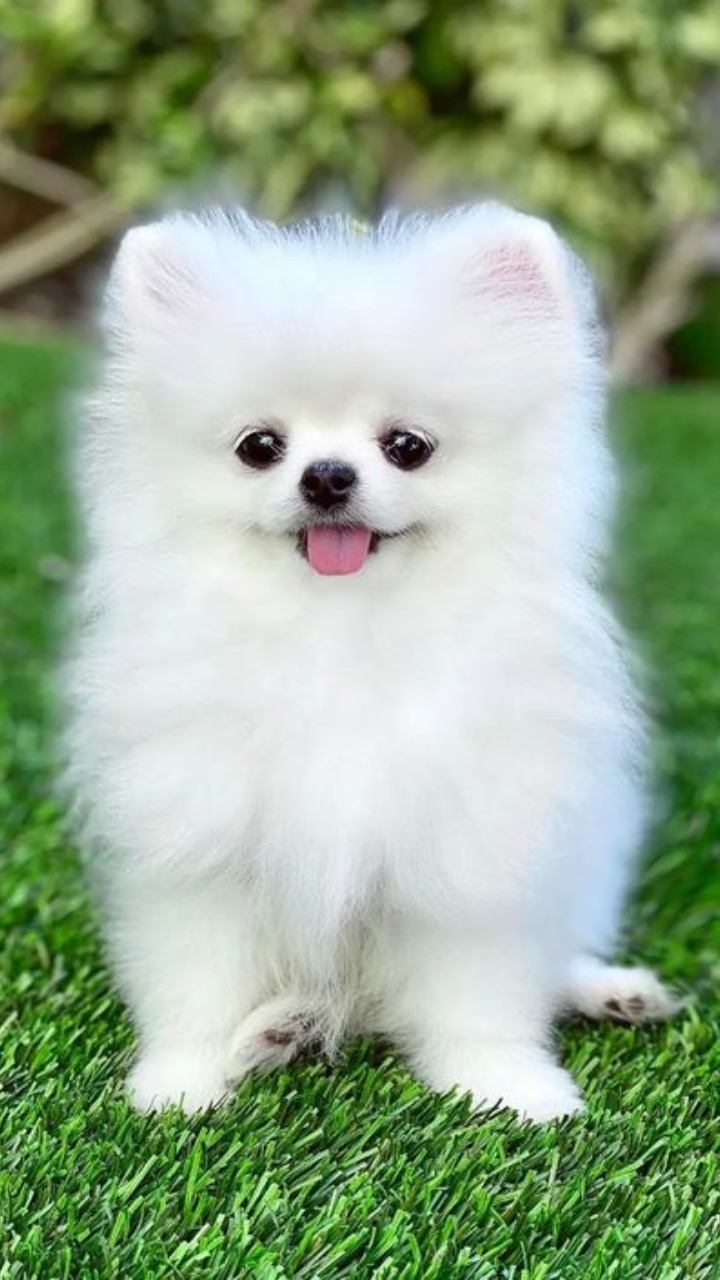 Cutest Dog Breeds In The World The World's Most Beautiful Dog Breeds,