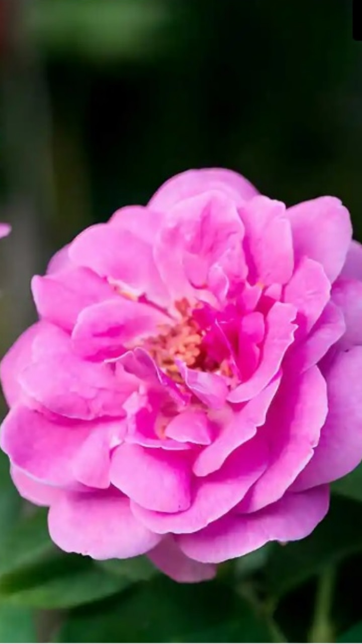 Top 10 Sweet Smelling Plants To Soothe And Elevate Your Senses