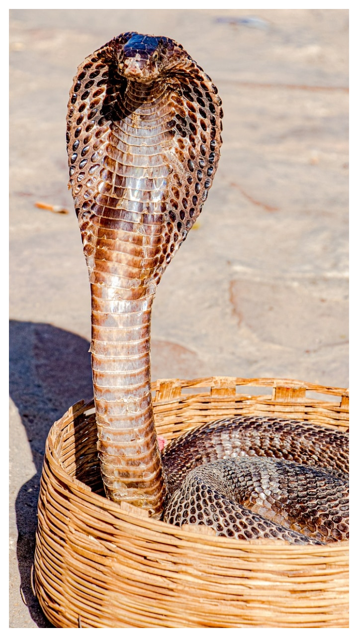 10 Most Relished Foods Made From Snake Meat