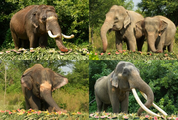 Elephant Appreciation Day Celebrated To Honour Rescued Elephants With ...