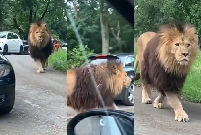 Huge Lion Walks Past Dozens Of Cars, Occupants Hide Inside All Windows ...