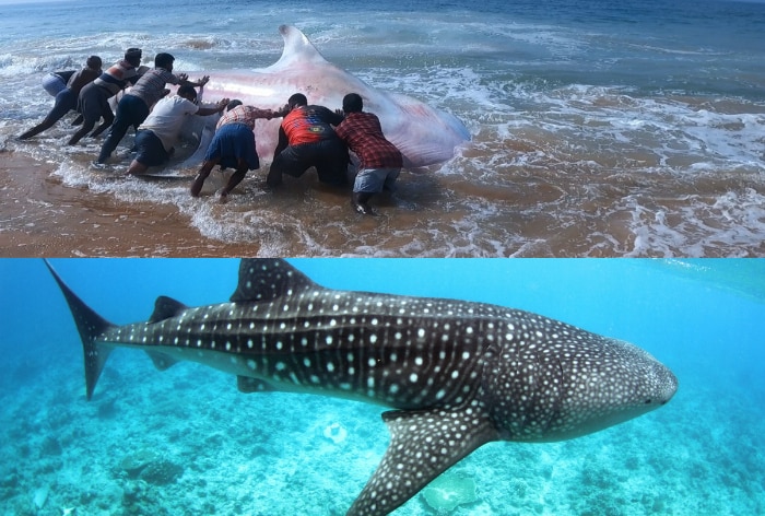 Kerala’s Fisher Community Honoured For Whale Shark Protection Efforts ...