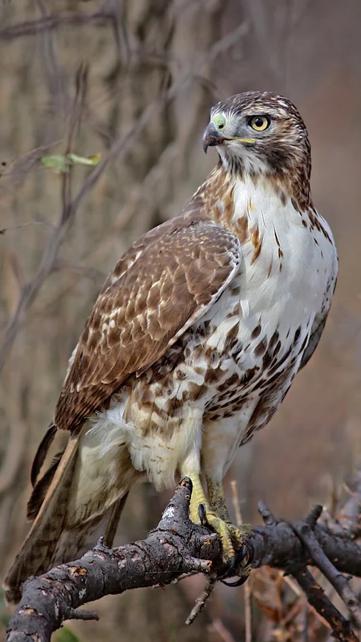 Top 10 Most Dangerous Birds in The World