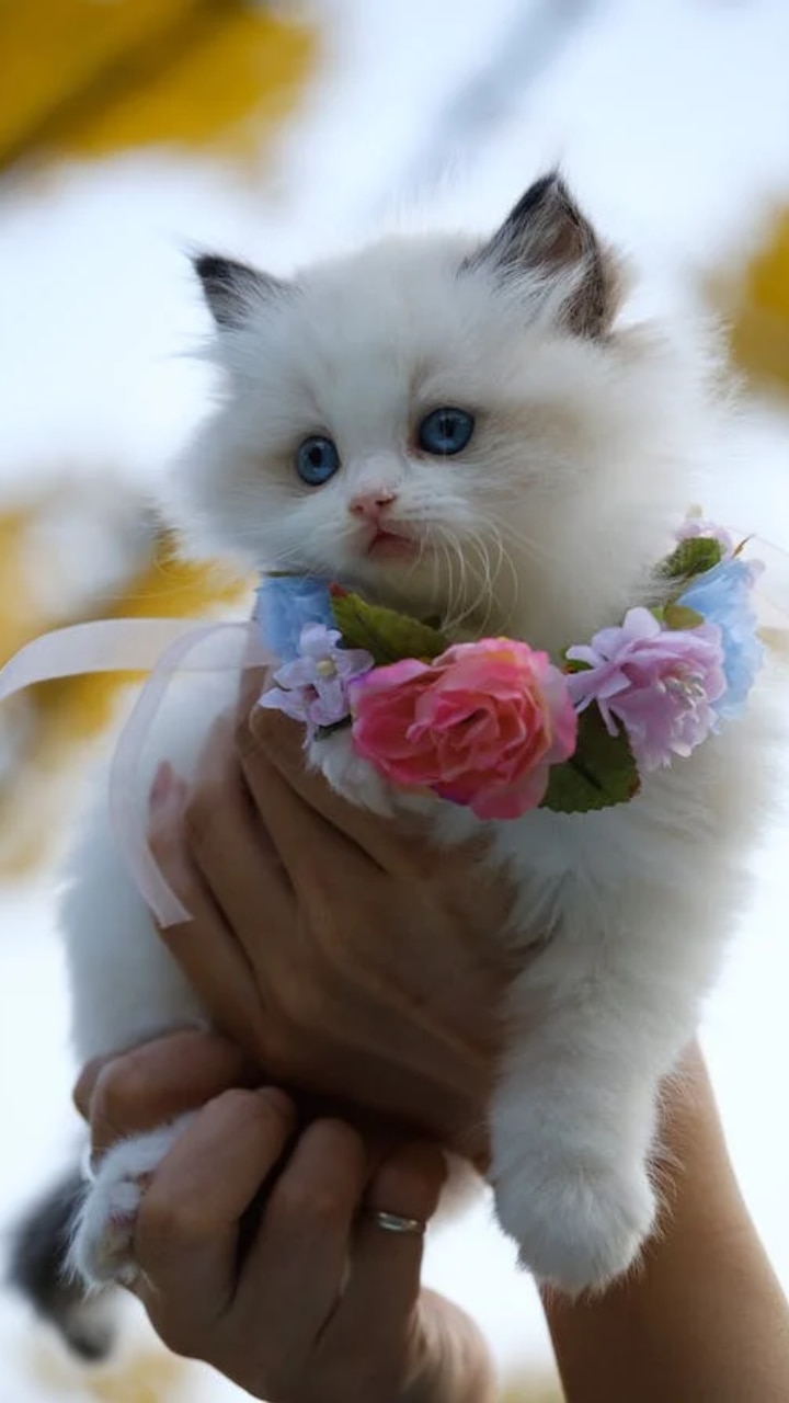 Top 10 Cute Names For Your Pet Cat top-10-cute-names-for-your-pet-cat