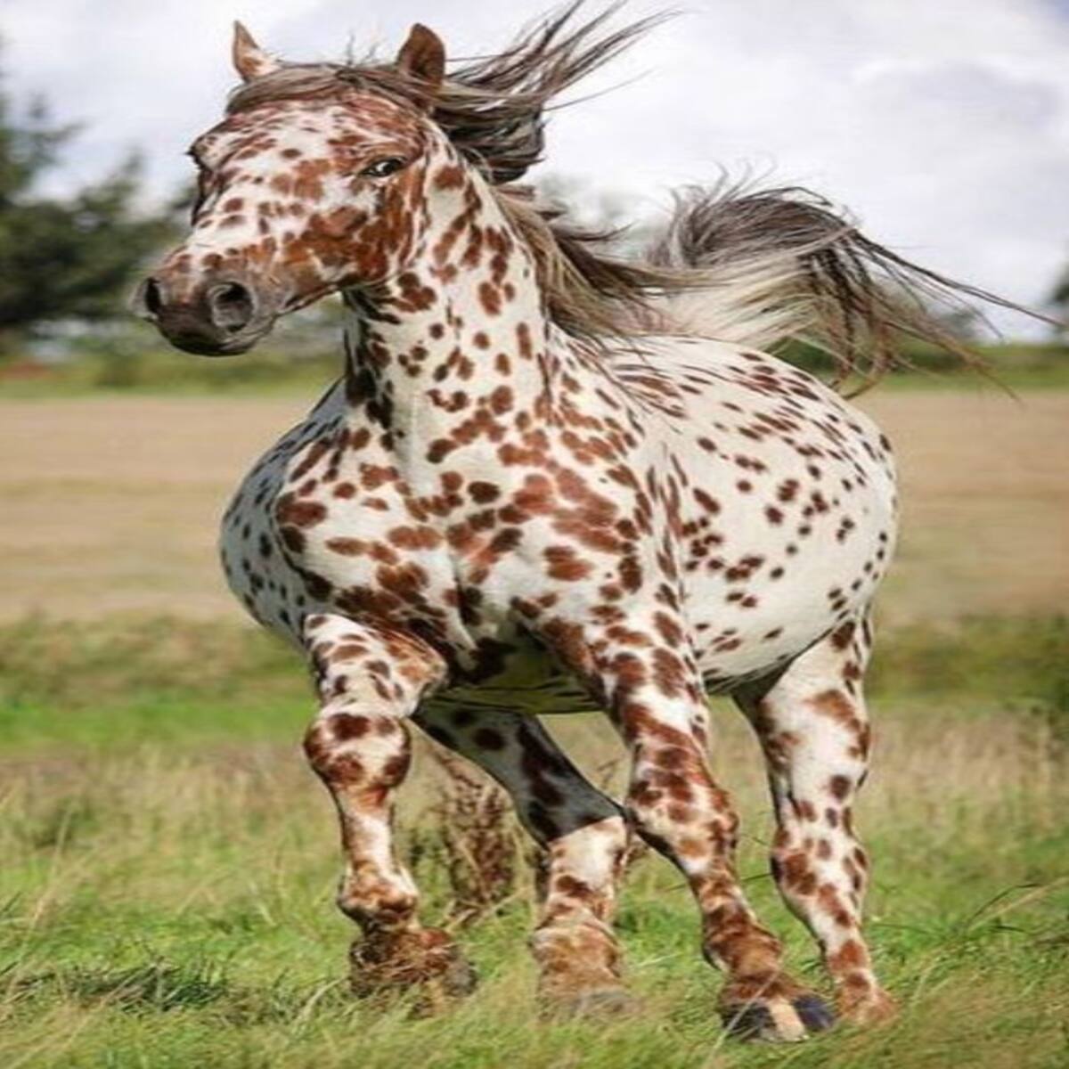 Top 10 Rarest Horse Breeds 10 Of The Weirdest Animals On Earth You