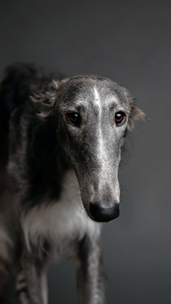 Top 10 Tallest Dog Breeds In The World