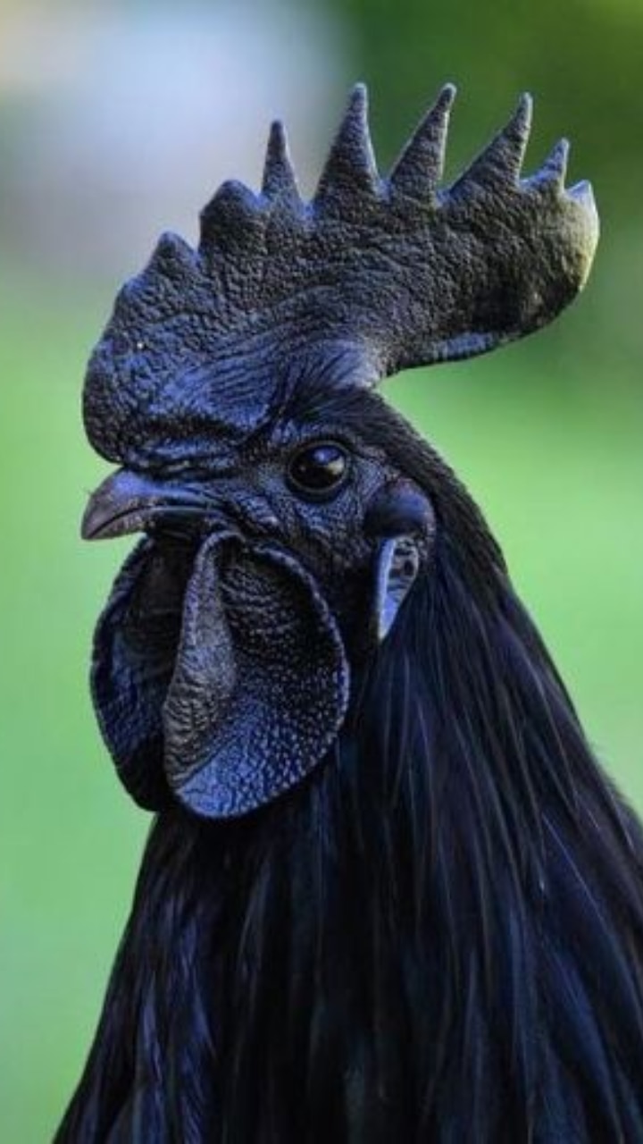 Top 10 Types Of Chicken Breeds Found In India