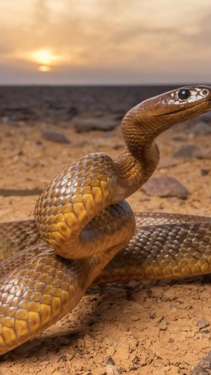 दुनिया के टॉप 10 Most Deadliest Snakes