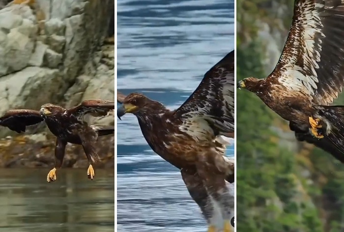 Baaz Ka Video: आसमान से ही मछली को निशाने पर ले आया बाज, एक ही डुबकी ...