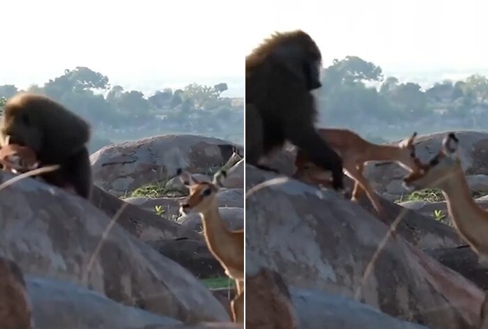 Langur Aur Hiran Ka Video: लंगूर ने चुरा लिया हिरण का बच्चा, फिर ऐसा ...