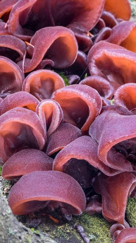 Plants That Look Like Humans