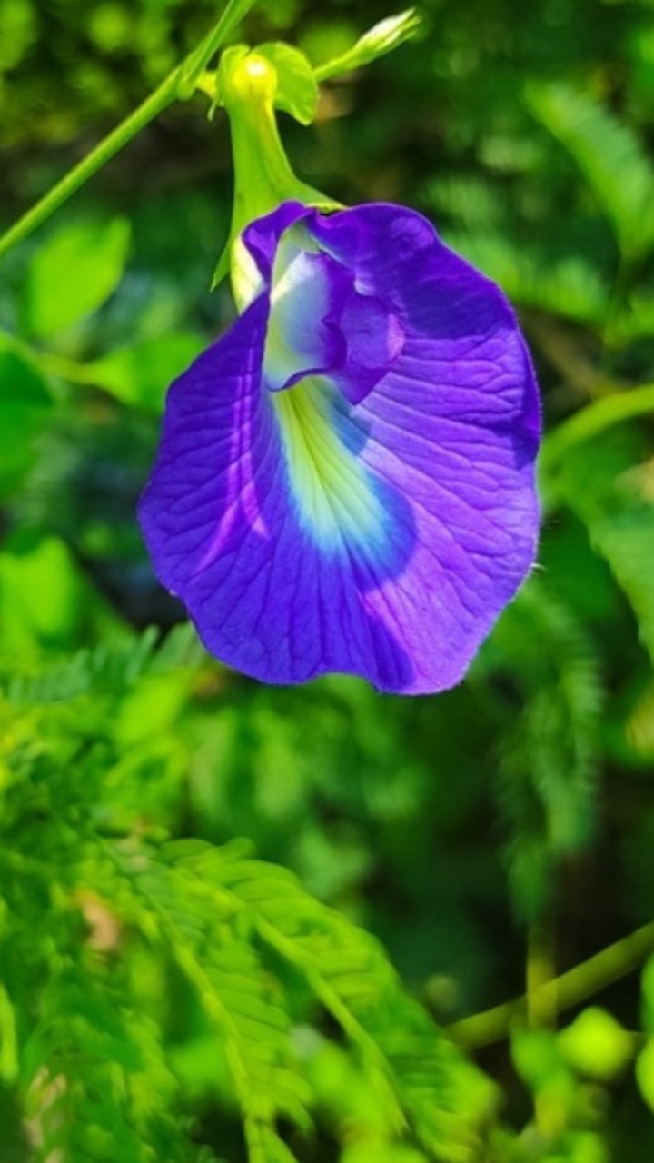 अपराजिता का फूल सेहत के लिए कैसे फायदेमंद है