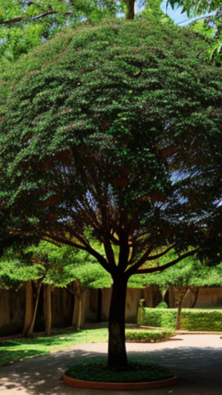 अर्जुन के पौधे कैसे उगाए जाते हैं, जानें- क्या हो दो पेड़ों के बीच की दूरी?