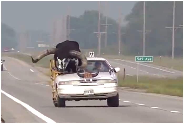 Viral Video: Man Drives Car With Giant-Horned Bull, Internet Is Surprised