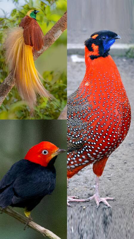 Dancing Birds Ever Seduced This Is Common Amongst Birds To Sometimes