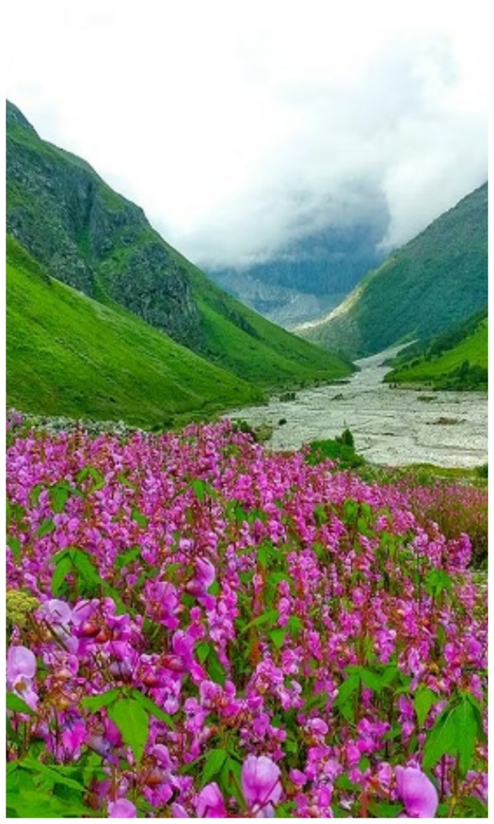 ये है भारत की सबसे सुंदर फूलों की घाटी