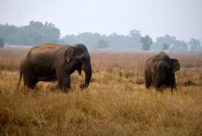 Hathi Ka Hamla: खेत जा रहे दंपति पर जंगली हाथियों ने किया हमला, कुचलकर ...