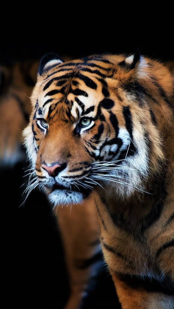 10 Animals With Coolest Skin Patterns