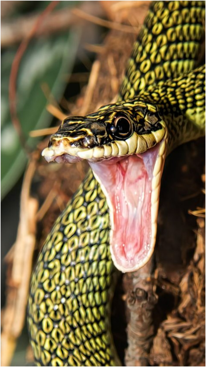 Top 10 Venomous Snakes Found In Goa