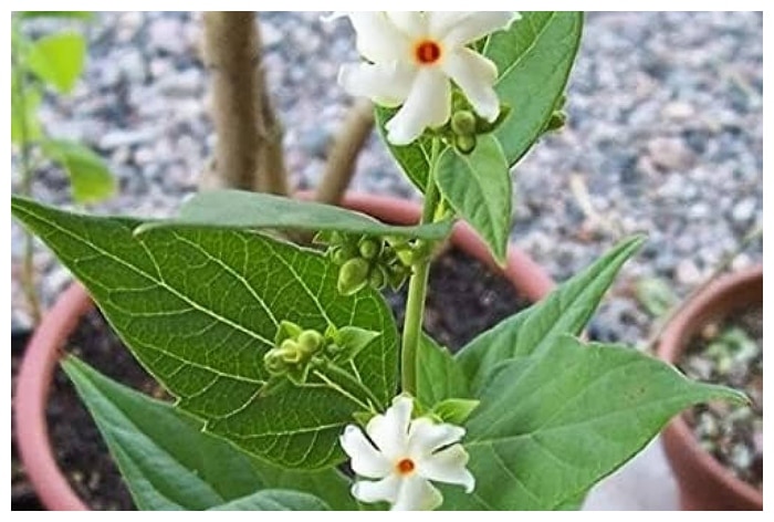 एक ऐसा फूल जो दिन में खो देता है चमक, रात में विखेरता है सुगंध, जानें ...