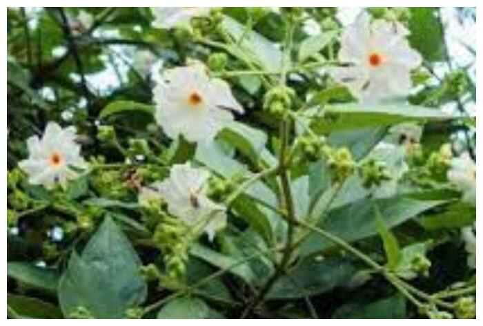 एक ऐसा फूल जो दिन में खो देता है चमक, रात में विखेरता है सुगंध, जानें ...