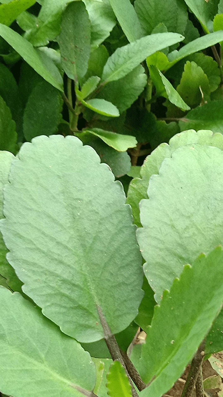 पत्थरचट्टा से पथरी कैसे निकलती है?